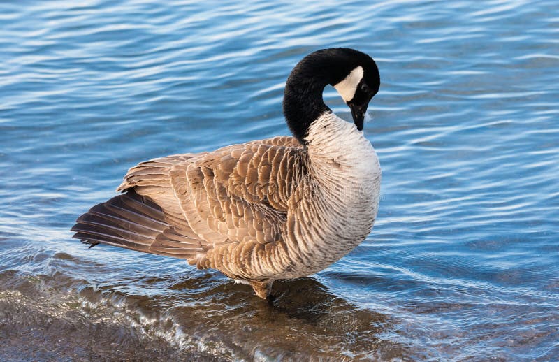 Canada Goose Preening Shallow Water Stock Photos - Free & Royalty-Free ...