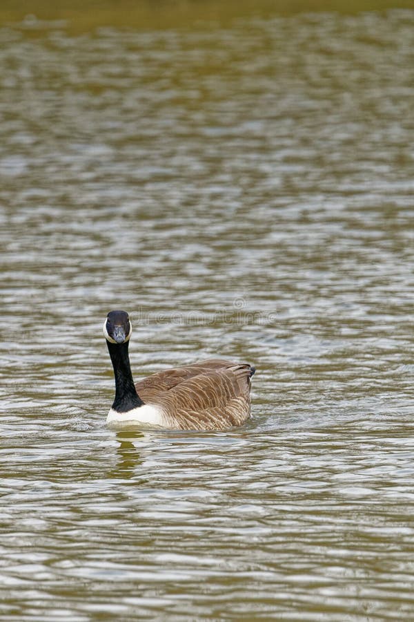 Canada Goose On The Lake In Somerset Looking Towards Camera Stock Photo ...