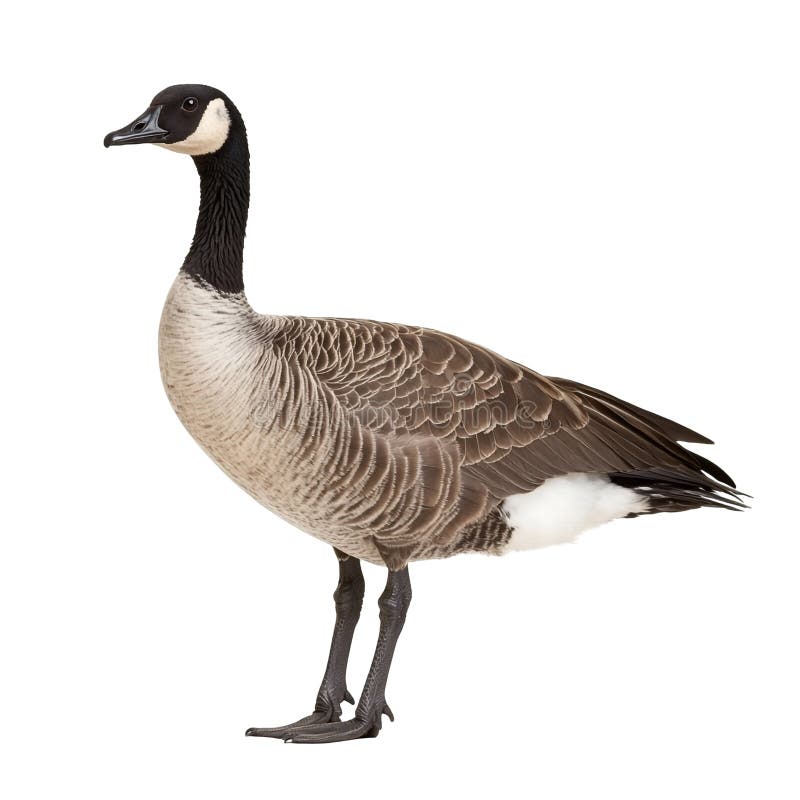 Canada Goose Profile View Isolated White Background Stock Illustration ...