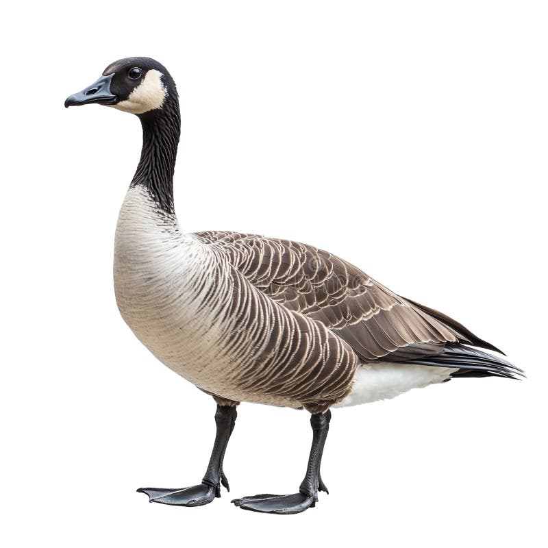 Canada Goose Profile View Isolated White Background Stock Illustration ...