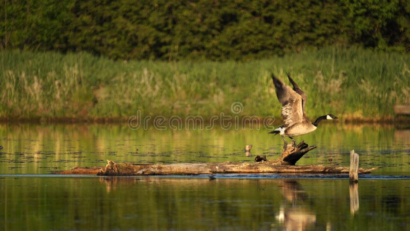 Canada Goose Ready for Take Off Stock Image - Image of nature ...
