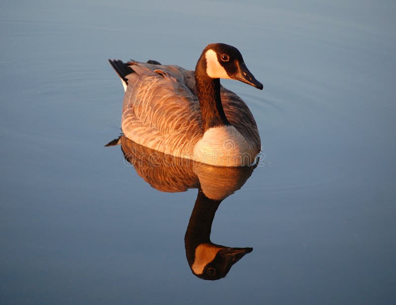 Canada goose stock image. Image of floats, feather, bill - 13046889