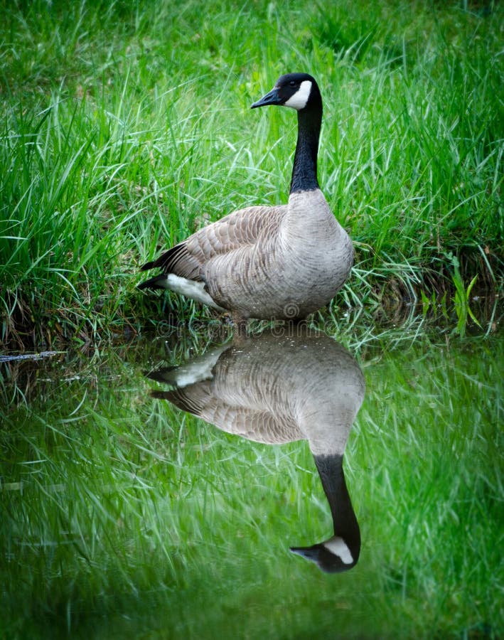Canada goose stock image. Image of water, animal, wildlife - 34252617