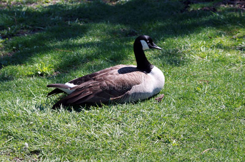 Canada Goose stock photo. Image of park, ohio, rest - 125460180
