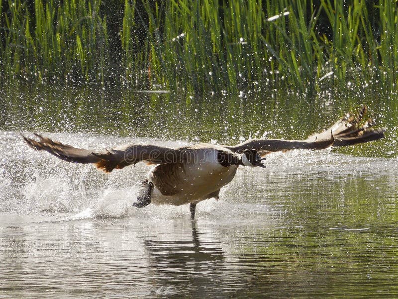 Goose Take-off Run Water stock image. Image of lake, egyptian - 34066467