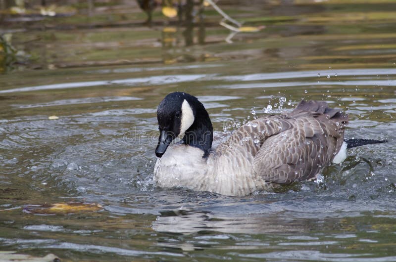 Canada Goose Shaking Off Water Stock Photos - Free & Royalty-Free Stock ...