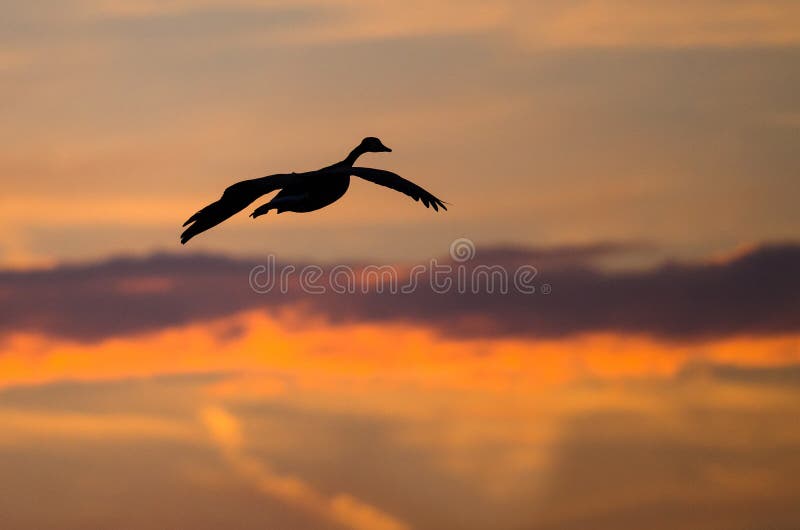 Canada Goose Silhouetted in the Sunset Sky As it Flies Stock Photo ...