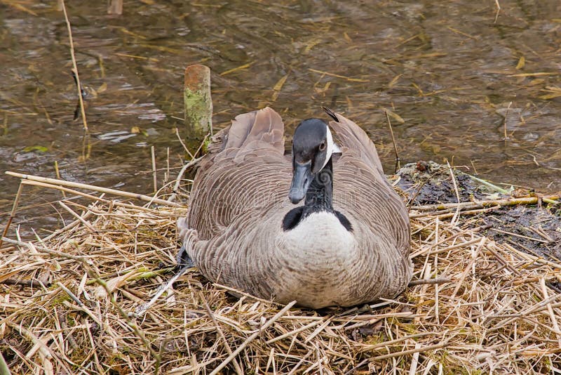 Canada Goose Sitting on Its Nest in the Marsh Stock Image - Image of ...