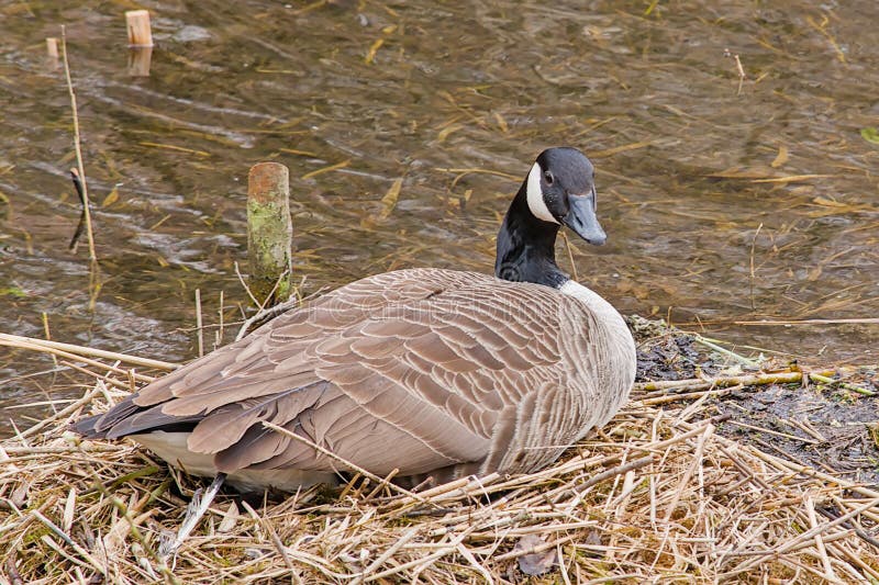 Canada Goose Sitting on Its Nest in the Marsh Stock Photo - Image of ...