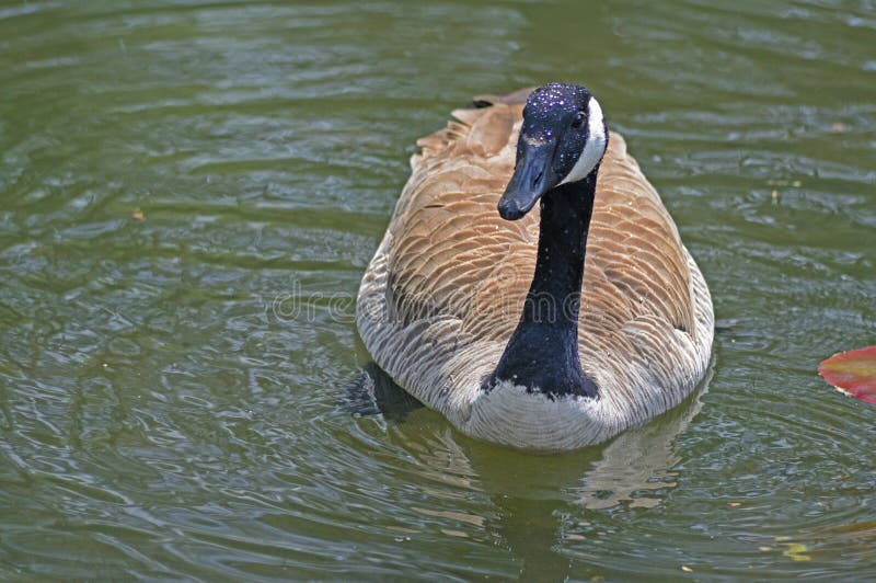 Goose in rain stock photo. Image of beak, wings, feather - 13344252