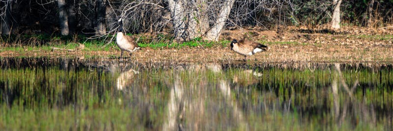 Canada Geese in Spring in a Marsh Stock Photo - Image of vista, lake ...