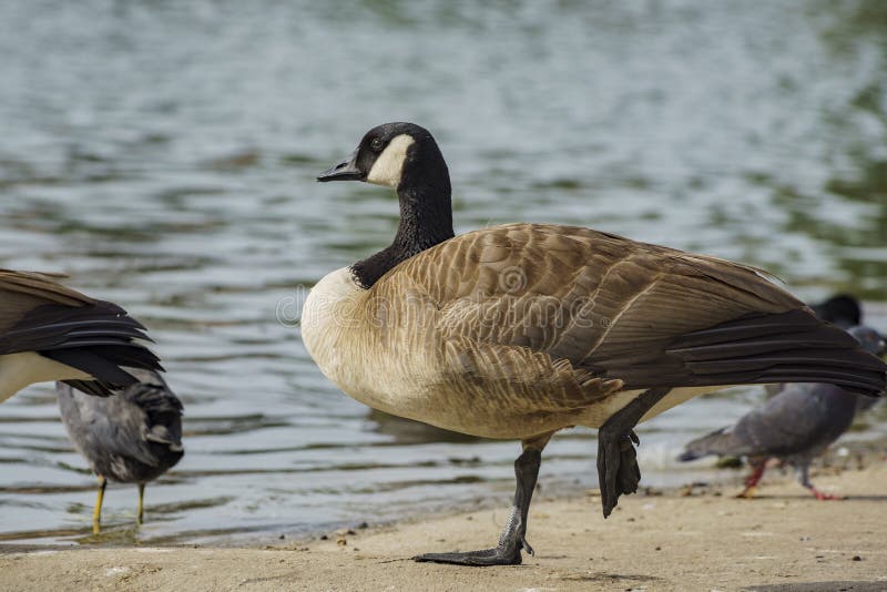 Canada Goose Standing on One Leg Stock Image - Image of animal, travel ...
