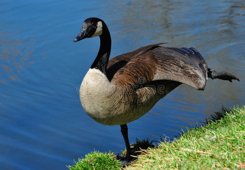 Canada Goose stock image. Image of canada, wing, stretch - 54019333