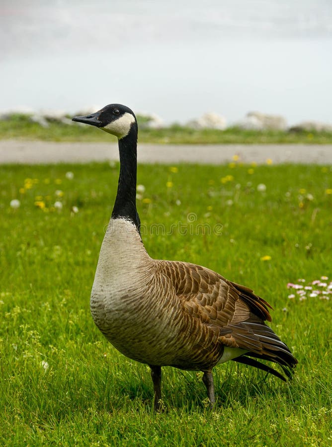 Canada Goose Standing Footpath Stock Photos - Free & Royalty-Free Stock ...