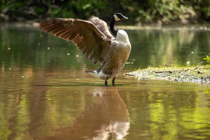 Canada Goose Stands and Throws Back Wings in Natural Lake Stock Photo ...
