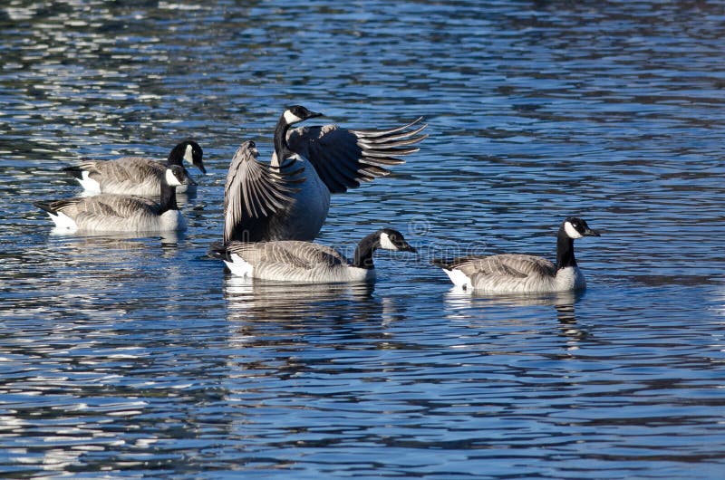 330 Goose Stretching Stock Photos - Free & Royalty-Free Stock Photos ...