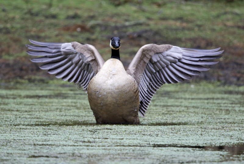 Canada Goose Stretching Its Wings Stock Image - Image of forest ...