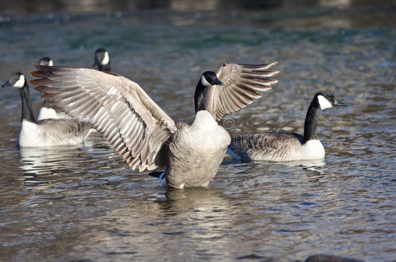 Canada Goose Stretching Its Wings in the Water Stock Photo - Image of ...