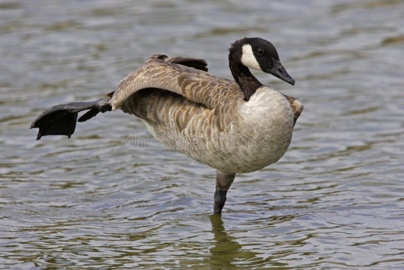Canada Goose Stretching in Water Stock Photo - Image of brown, stretch ...