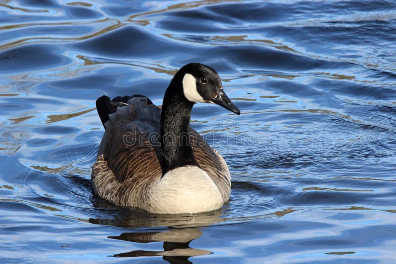 Canada Goose Swimming stock image. Image of canadian - 70370993