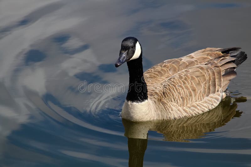 A Canada Goose Swimming on Calm Blue Water Stock Photo - Image of ...