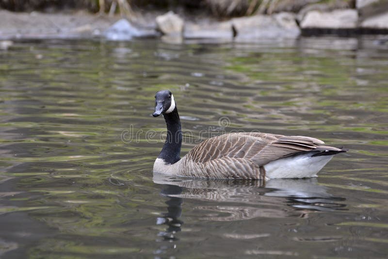 Canada Goose Swimming on a Lake Stock Photo - Image of male, beautiful ...