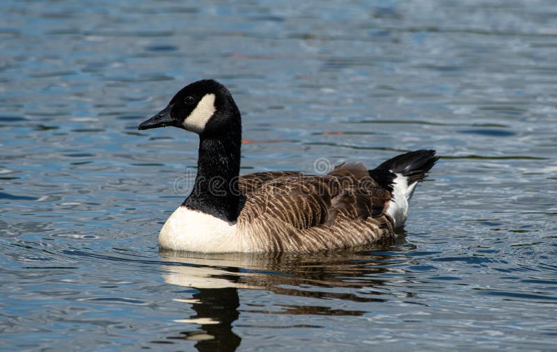 Canada Goose swimming stock image. Image of bird, canadensis - 168982205