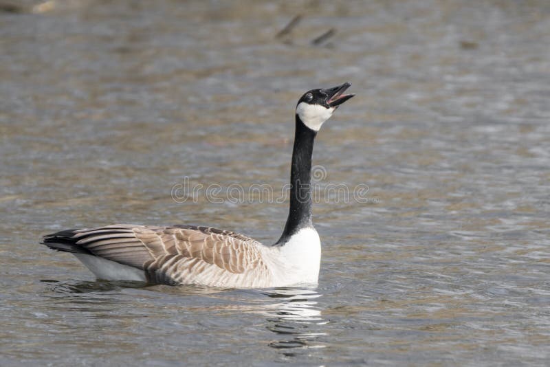 Screaming goose stock image. Image of neck, capture - 127788807