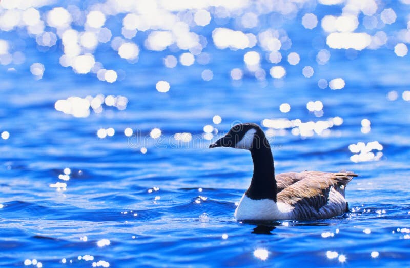 Canada goose swimming stock photo. Image of animal, glowing - 147532920