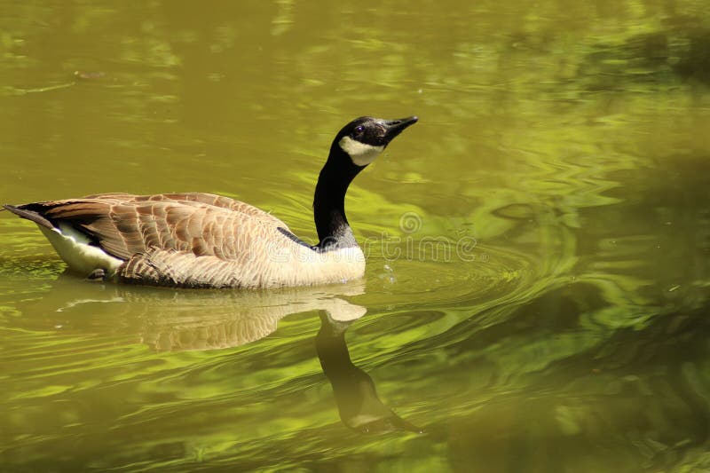 Canada Goose Swims Peacefully in a Lake Stock Image - Image of fowl ...