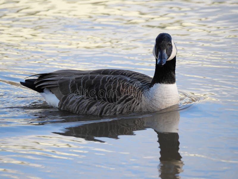 A Canada Goose Swims on the Water Looks at the Camera Stock Photo ...