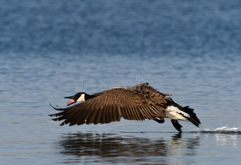 Canada Goose Takes Off into Flight Stock Photo - Image of making, noise ...