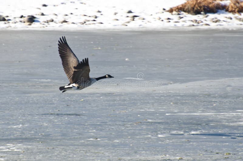 Canada Goose Taking Off from Frozen Lake Stock Photo - Image of snow ...