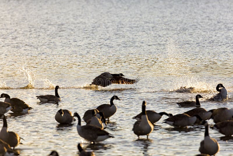 Canada Goose Taking Off stock photo. Image of flock, bird - 79761224