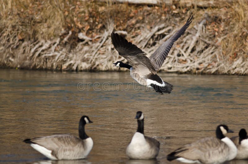 Canada Goose Taking Off from a River Stock Image - Image of flight ...