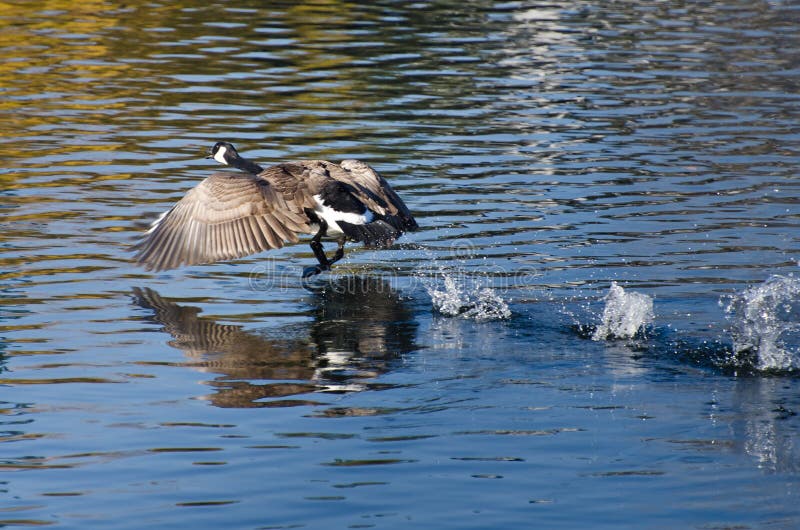 Canada Goose Taking Off from Water Stock Image - Image of white, north ...