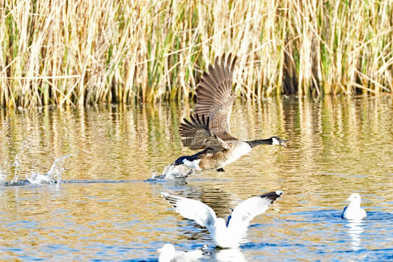 A Canada Goose stock image. Image of splash, taking - 105833255
