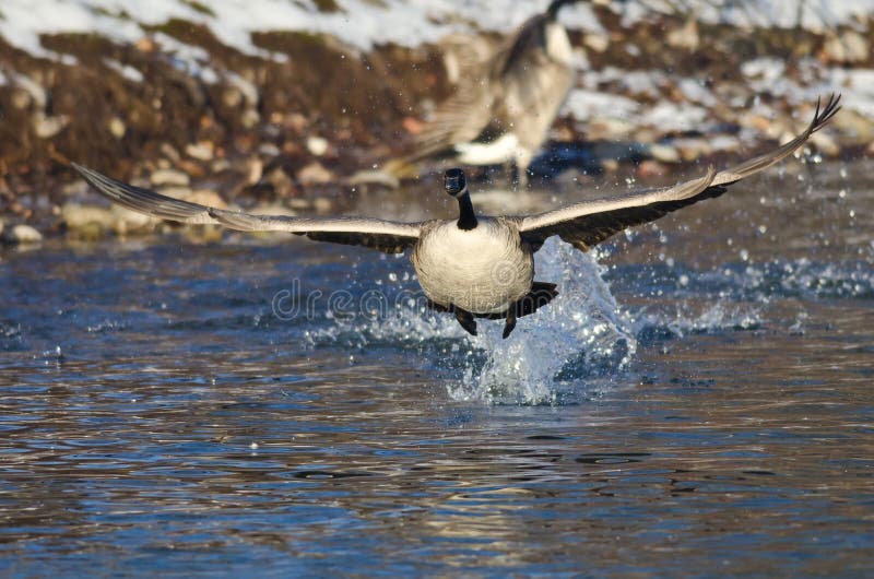 Canada Goose Taking Off from a Winter River Stock Photo - Image of ...