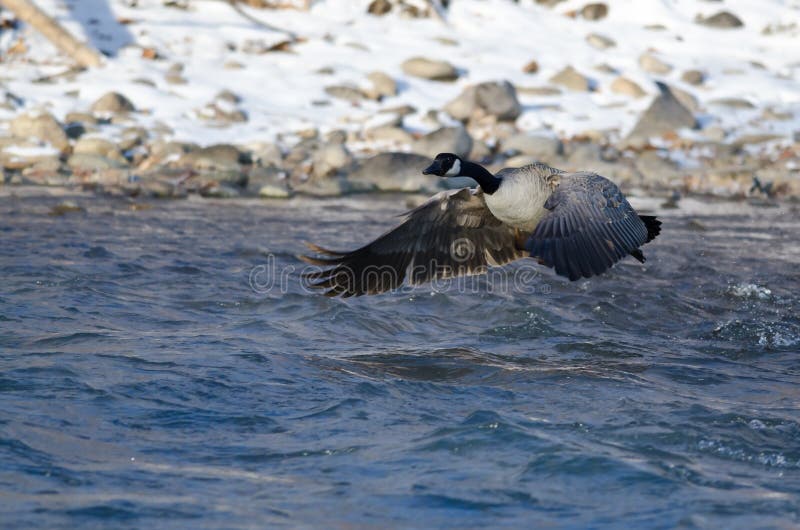 Canada Goose Taking Off from a Winter River Stock Photo - Image of ...