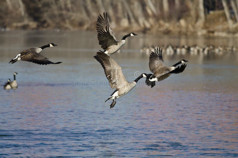 Canada Goose Taking Off from a Winter River Stock Photo - Image of ...