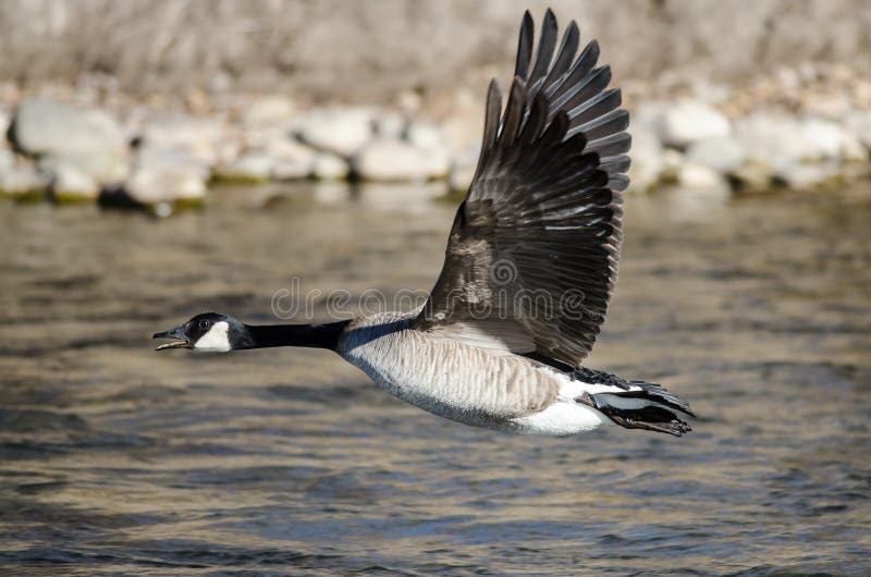 Canada Goose Taking To Flight from the River Water Stock Photo - Image ...