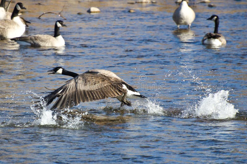 Canada Goose Taking To Flight from the Water Stock Photo - Image of ...