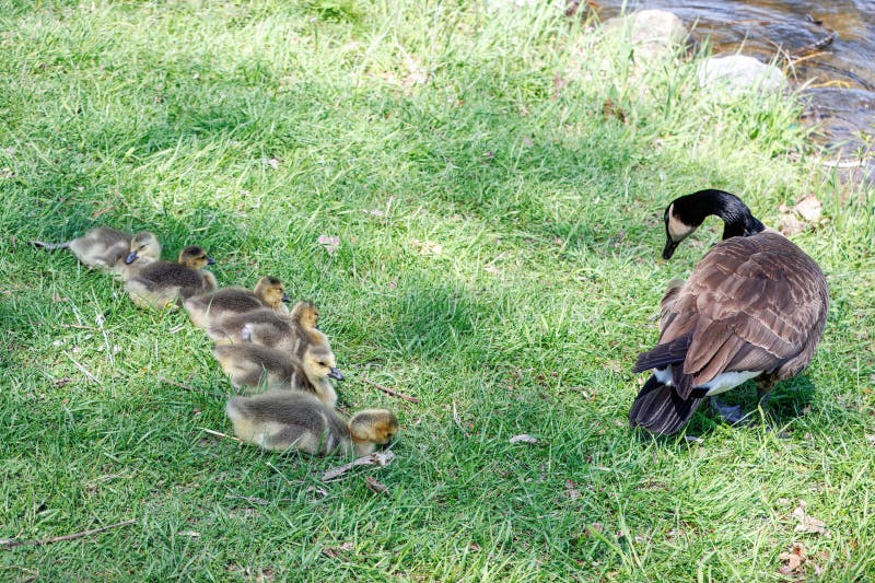 Canada Goose with Their Goslings on the Grass Stock Image - Image of ...