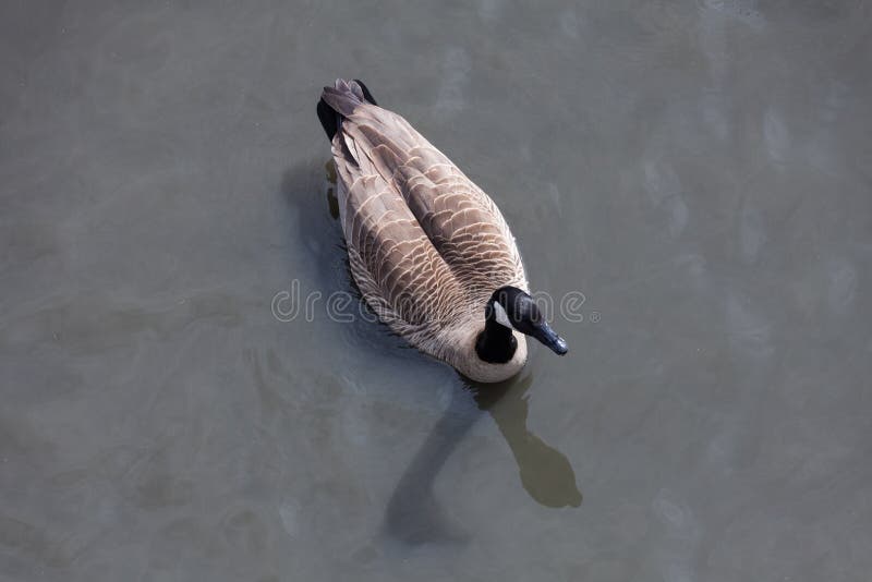 Canada goose stock photo. Image of beak, canada, bird - 178237602