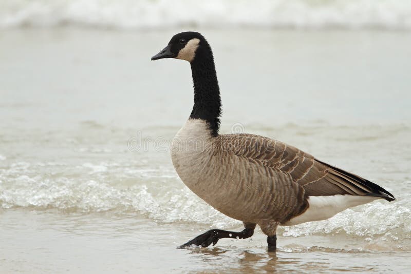 Canada Goose Wading in Shallow Water Stock Photo - Image of waterfowl ...