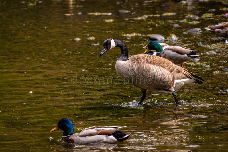 Canada goose in water stock image. Image of anatidae - 174407667