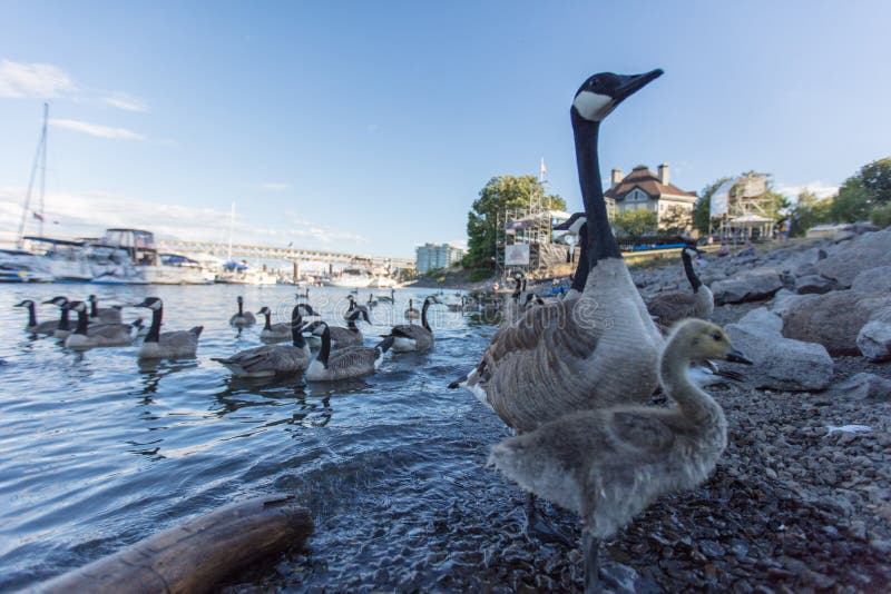 Canada goose stock photo. Image of canada, feather, willamette - 183495422