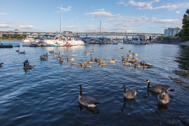 Canada goose stock photo. Image of willamette, barred - 183495582
