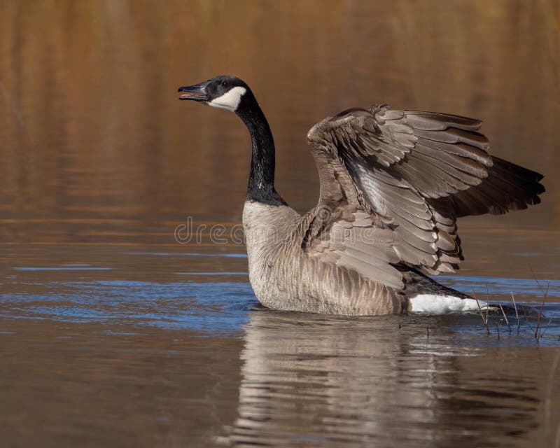 A Canada Goose Wing Flap stock image. Image of bird - 270173821