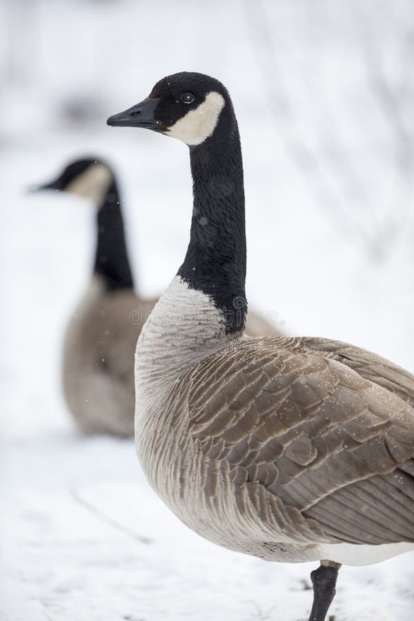 Canada Goose in Winter stock image. Image of frozen - 233625767